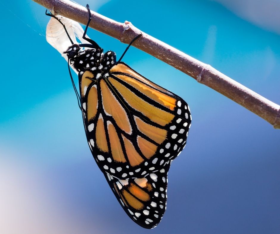 Spells for Reconnecting with the Outside World